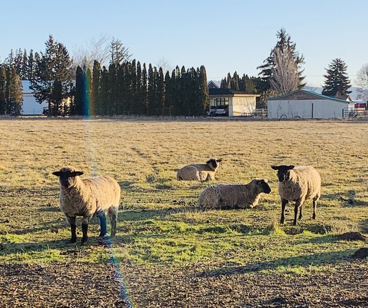 Winter on the Farm – Country Garden Farm
